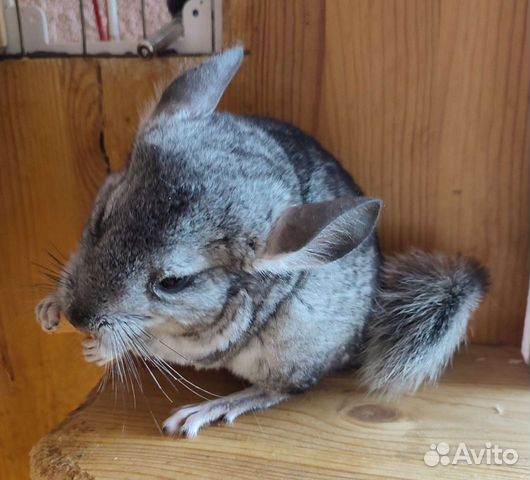 Шиншилла 2,5 месяца