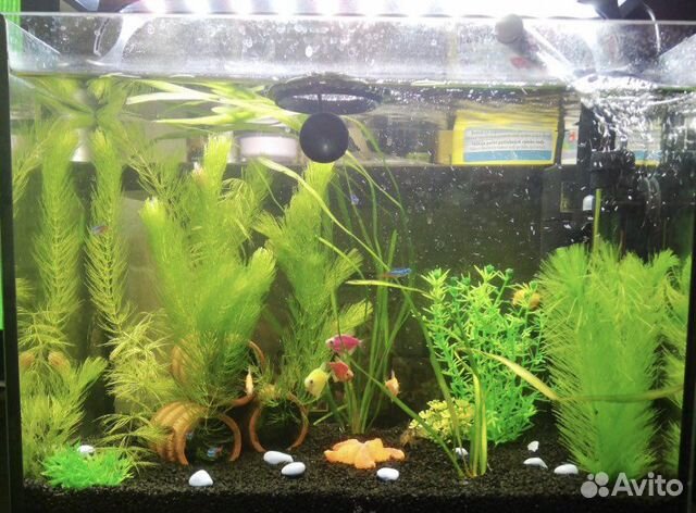 Аквариум и полное наполнение к нему