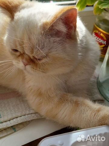 Экзотическая