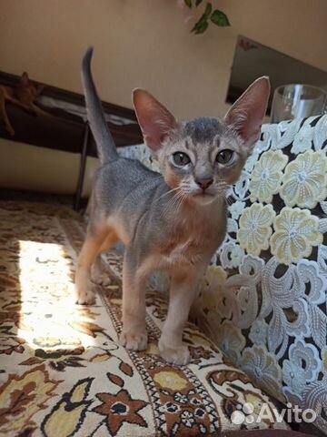 Абиссинская