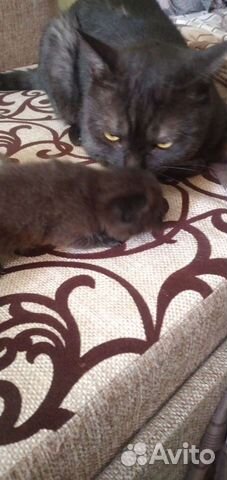 Британские котята