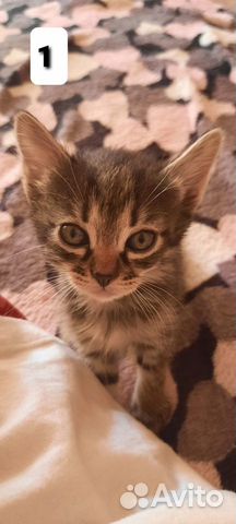 Котята в добрые руки бесплатно