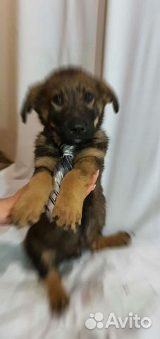 Щенок мальчик 2,5 мес