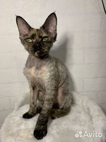 Девочка девон рекс