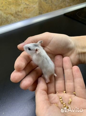 Джунгарский хомяк маленький