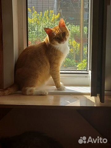 Рыжий котик ищет дом