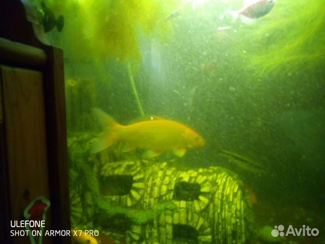 Аквариумный карась