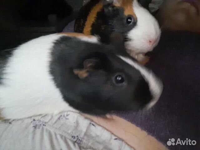 2 морские свинки с клеткой