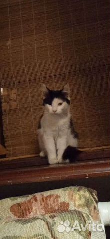 Кошечка Сёмочка ищет себе дом