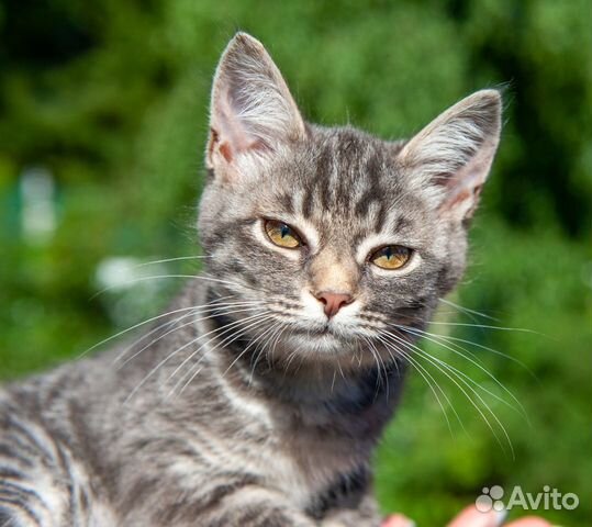 Котенок (кошка)
