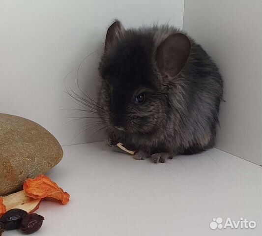 Шиншилленок ангорский эбони средний мальчик 2 мес