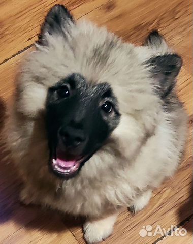 Щенок/Немецкий шпиц/Кеесхонд