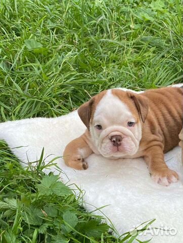 Мальчиш Крепыш англичанин