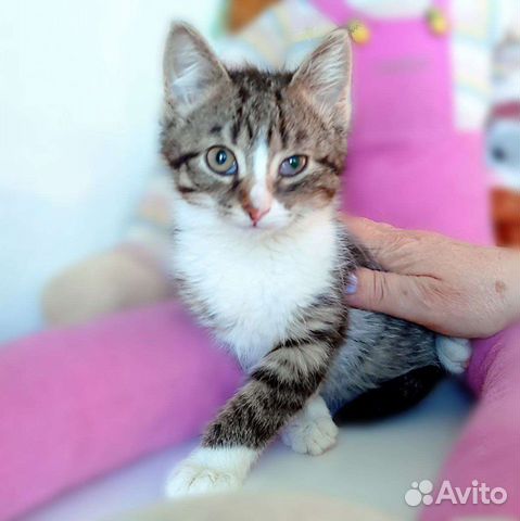 Серо-полосатый котенок мальчик Сержик