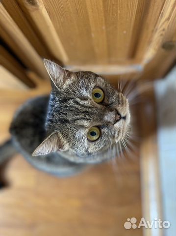 Шотланская кошка