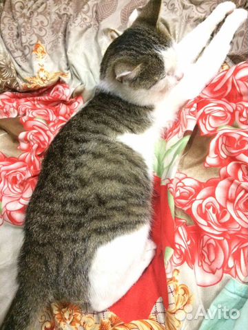 Котик ищет доброго друга