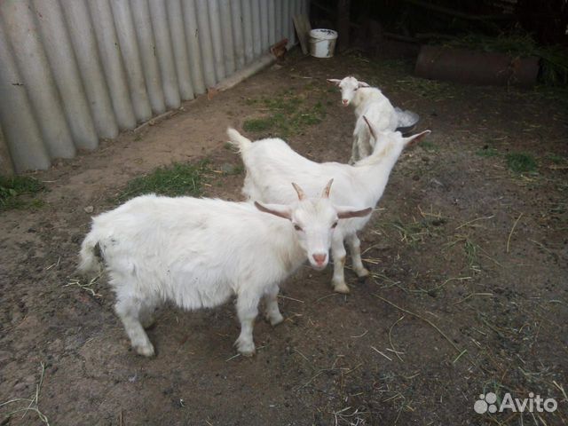 С/х животные