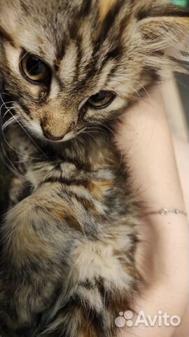 Котëнок крысоловка 3,5 мес девочка