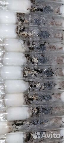 Муравьи жнецы Messor structor