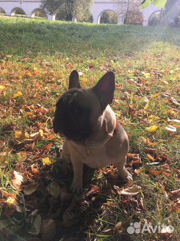 Французский бульдог