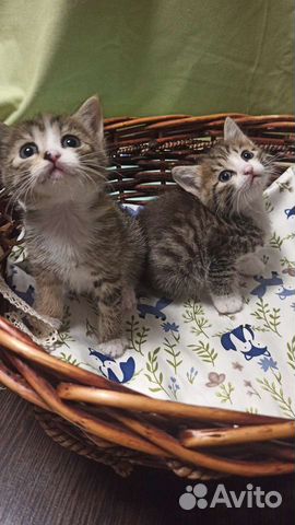 Умницы котята