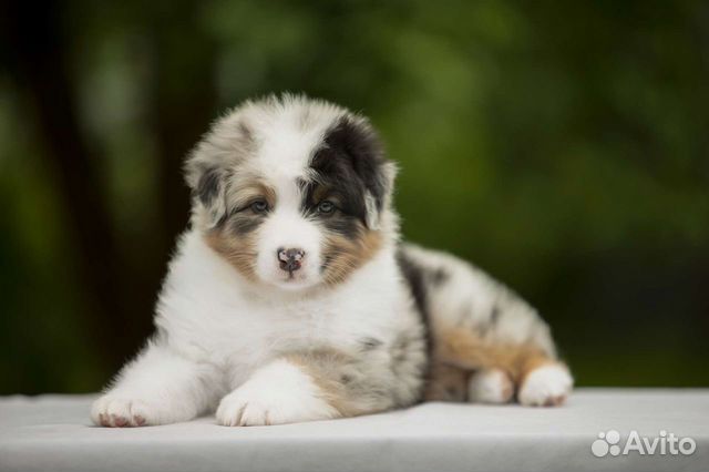 Австралийская овчарка