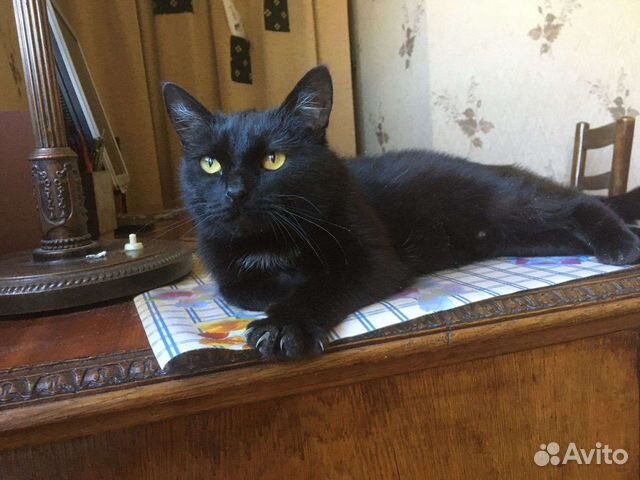 Красавица кошка в добрые руки