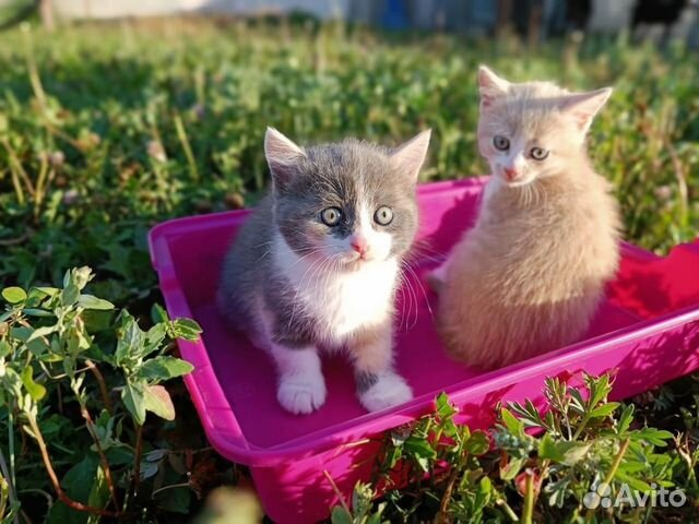 Котята Дора и Ремик