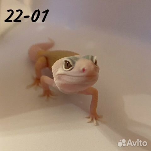 Малыши эублефаров 2022