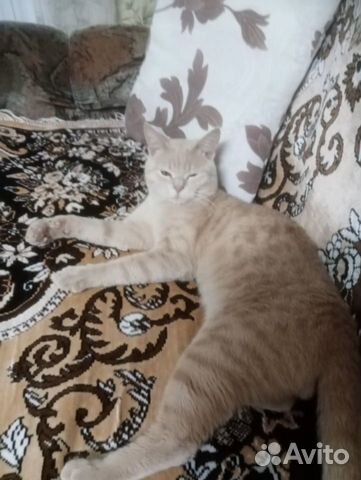 Котик в добрые руки