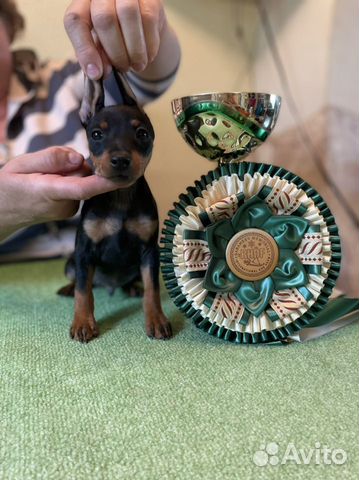 Щенки цвергпинчера (карликовый пинчер)