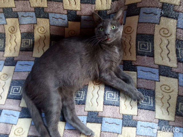 Луна была диким дачным котёнком