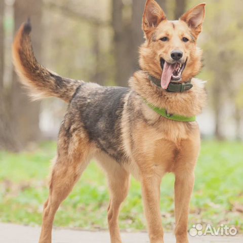 Рыжая красавица Липа в добрые руки