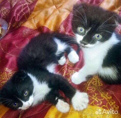 Котята вислоушки