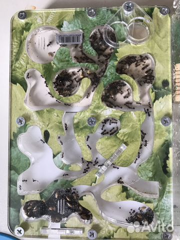 Муравьиная ферма с муравьями