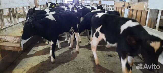 Реализую Бычков телочек