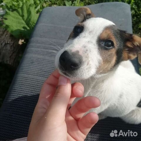 Джек Рассел терьер(мальчик) в хорошие руки