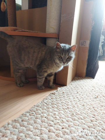 Кошка в дар бесплатно стерилизована