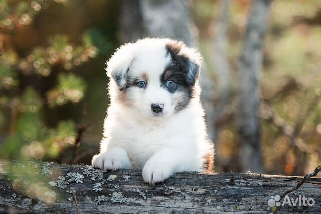 Австралийская овчарка аусси