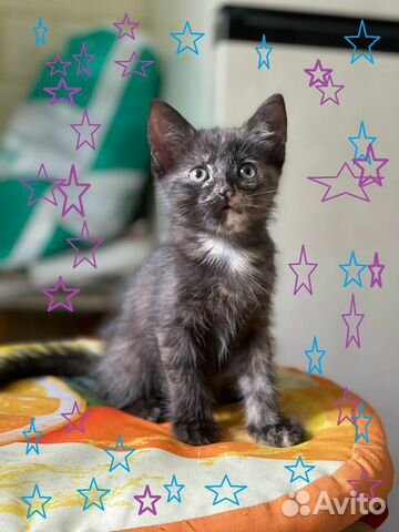 Котенок черепашка Марго