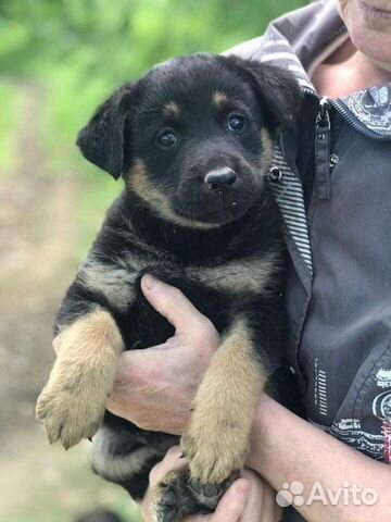 Щенки