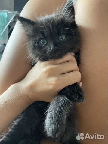 Котята от британца и русской голубой