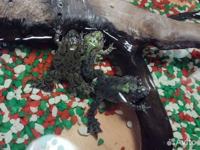 Лягушка дальневосточная жерлянка