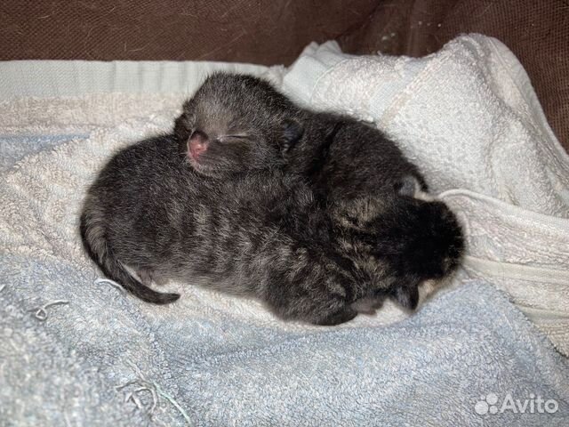 Котята