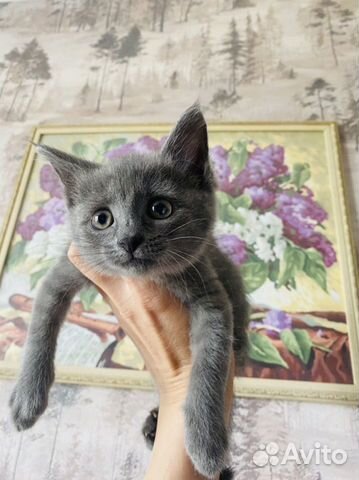 Русская голубая