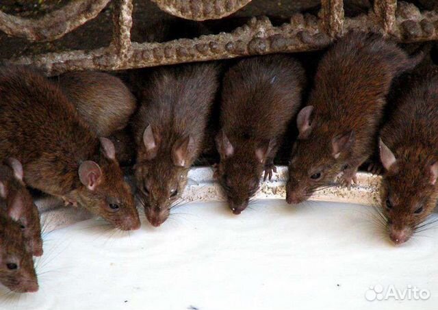 Пасюк крыса серая