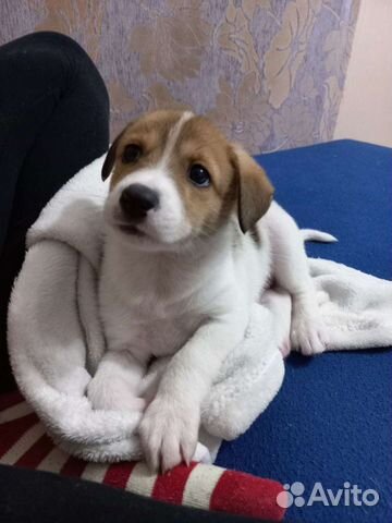 Щенок от маленькой собаки