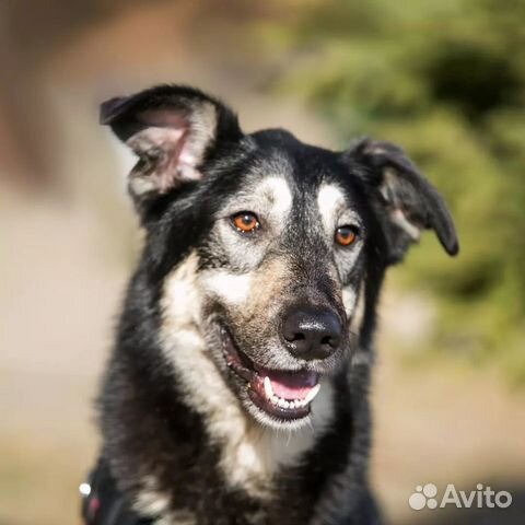 Знакомьтесь, это - Чарли и он ищет свой дом :)