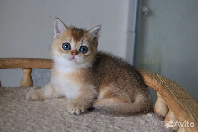 Кукольный золотой малыш котик