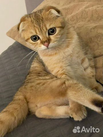 Котята скотиш фолд